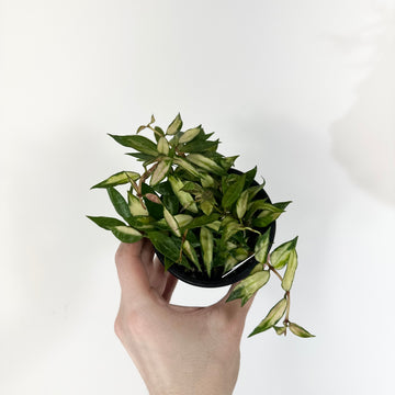 Rare Hoya Plants for Sale | Tropical & Exotic Houseplants | Steve's Leaves