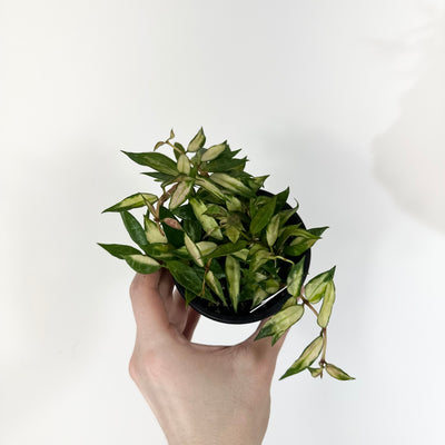 Rare Hoya Plants for Sale | Tropical & Exotic Houseplants | Steve's Leaves