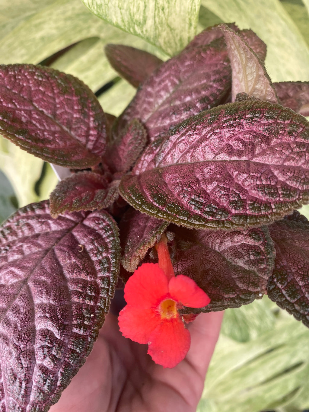 Episcia Temptation | Hanging Houseplants | Steve's Leaves
