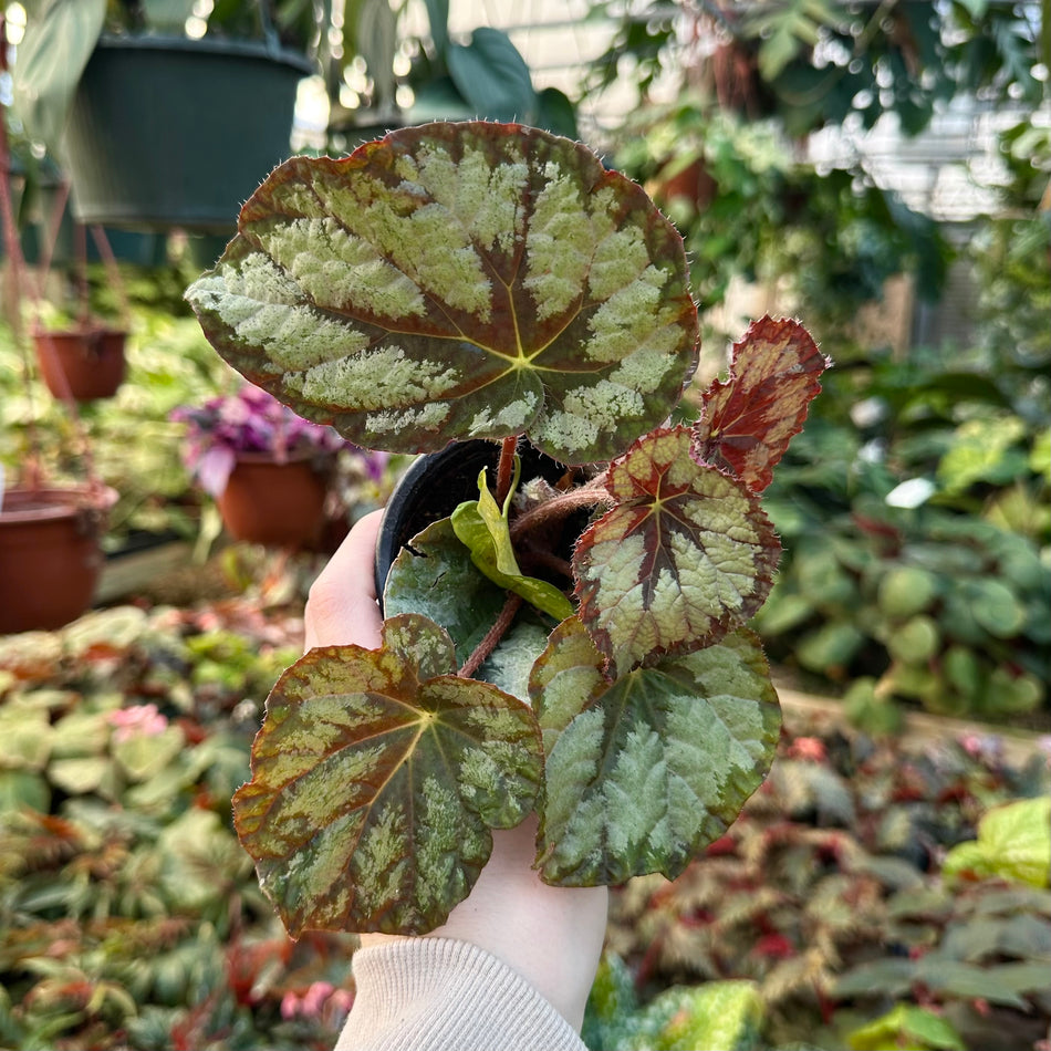 Elephant Ear Begonia with Giant Silver-Banded Leaves | Steve's Leaves