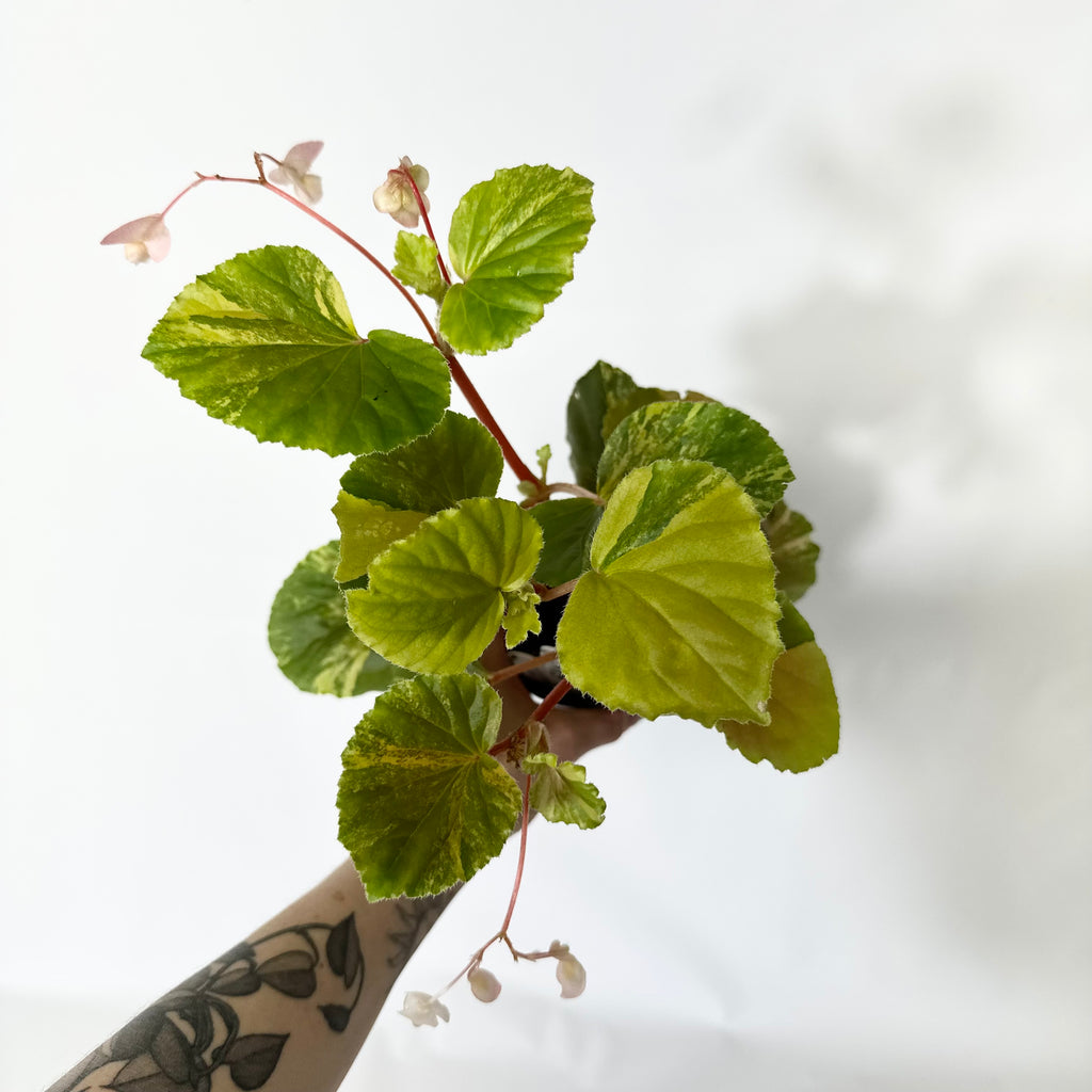 Z-4815 - Begonia cucullata (variegated) – Steve's Leaves