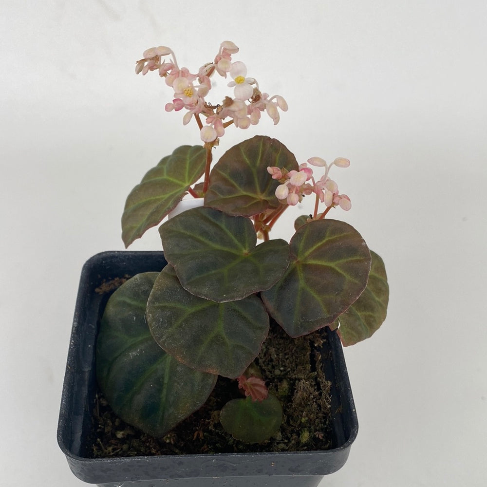 Begonia sp. Sarawak | Unique Tropical Foliage Plant | Steve's Leaves