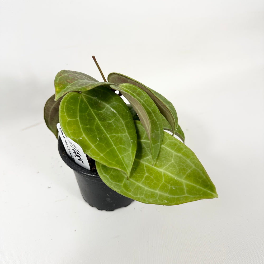 Rare Hoya Plants for Sale | Tropical & Exotic Houseplants | Steve's Leaves
