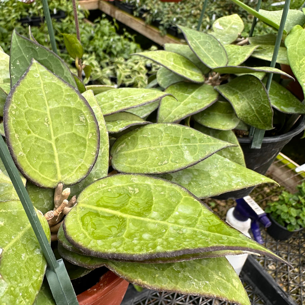 Hoya parasitica Black Margin | Star Flower Hoya | Steve’s Leaves ...