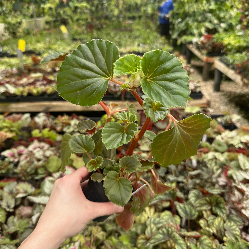 Begonia cucullata – Steve's Leaves