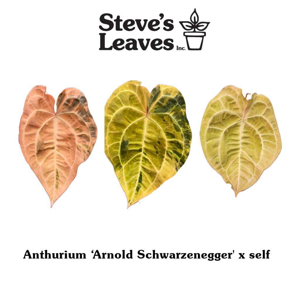 Aroid Plants | Rare Aroid Houseplants for Sale | Steve's Leaves