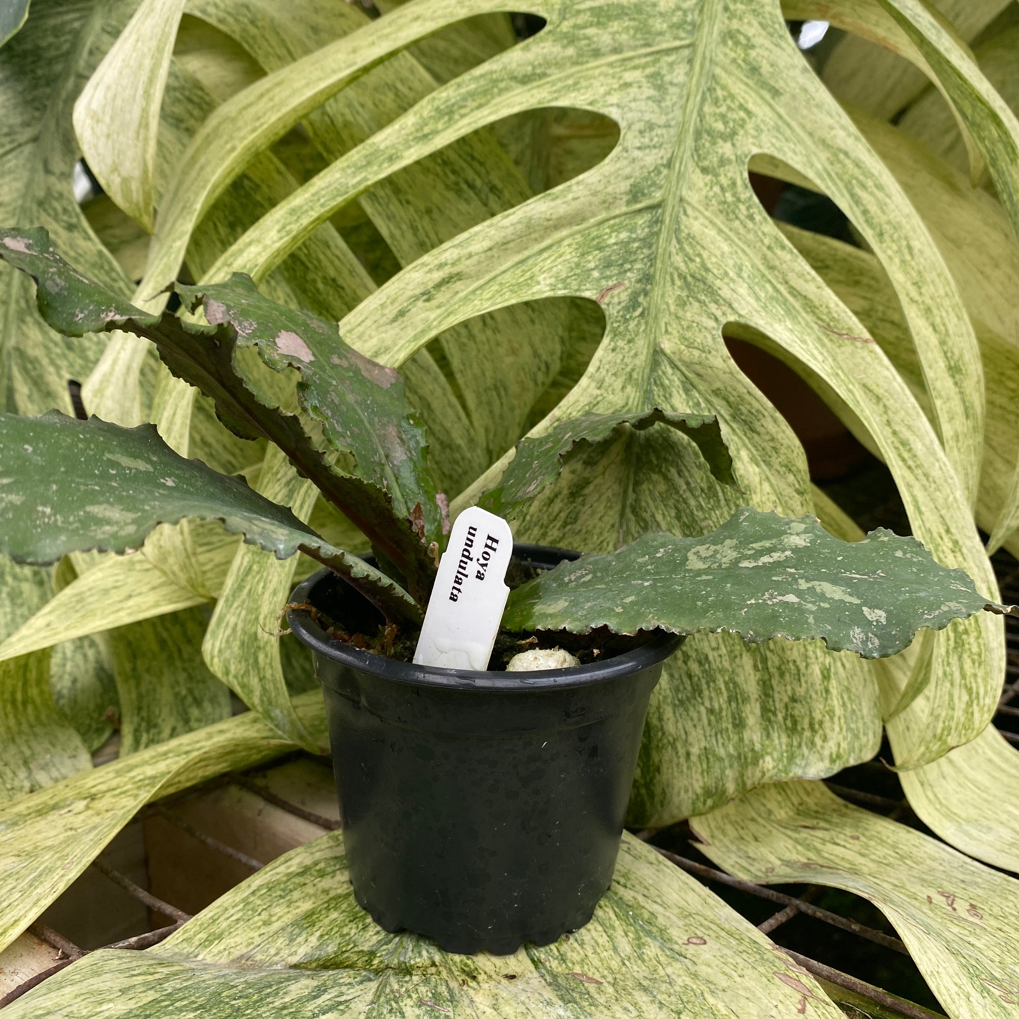Hoya undulata – Steve's Leaves