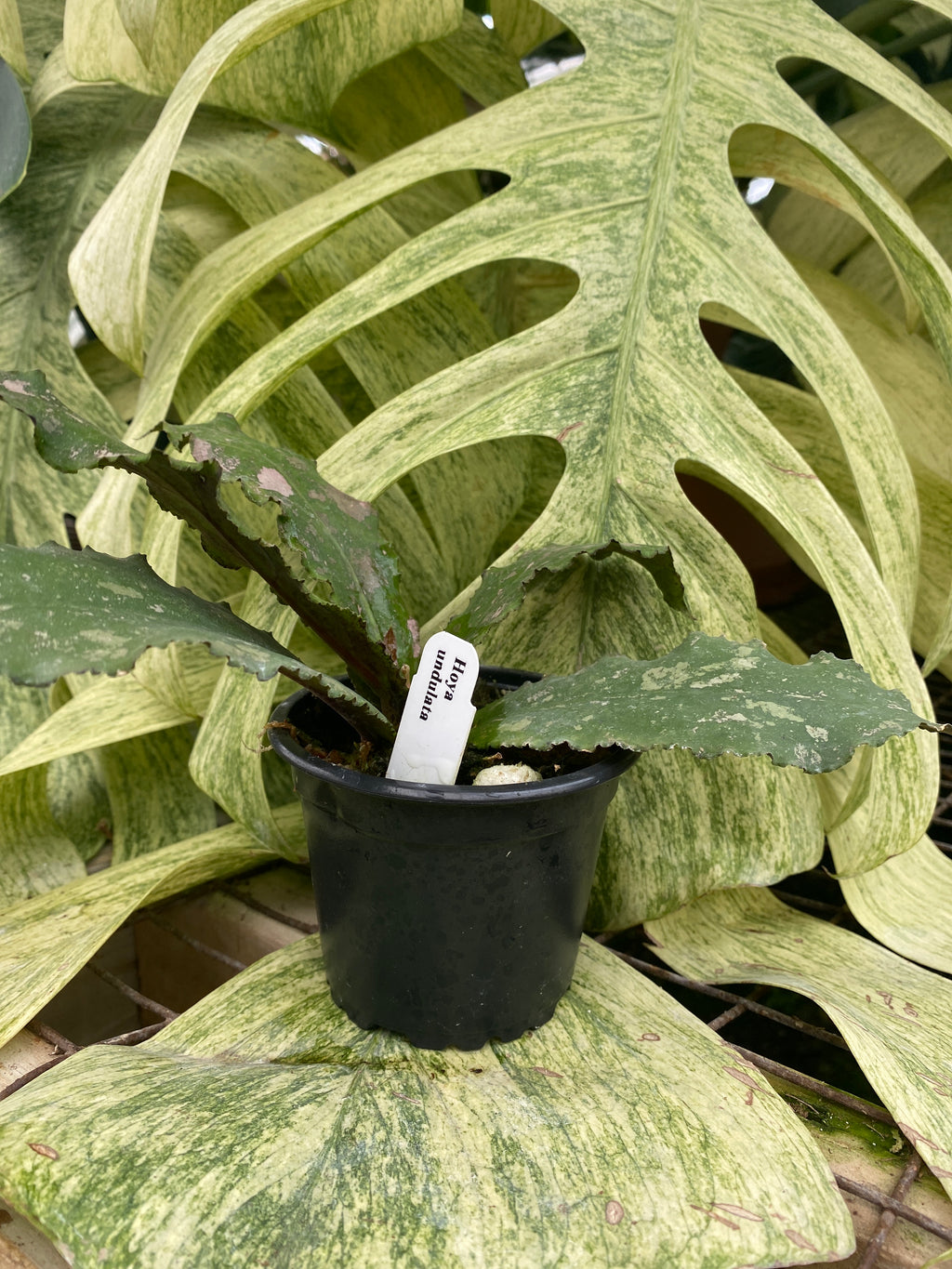 Hoya undulata – Steve's Leaves