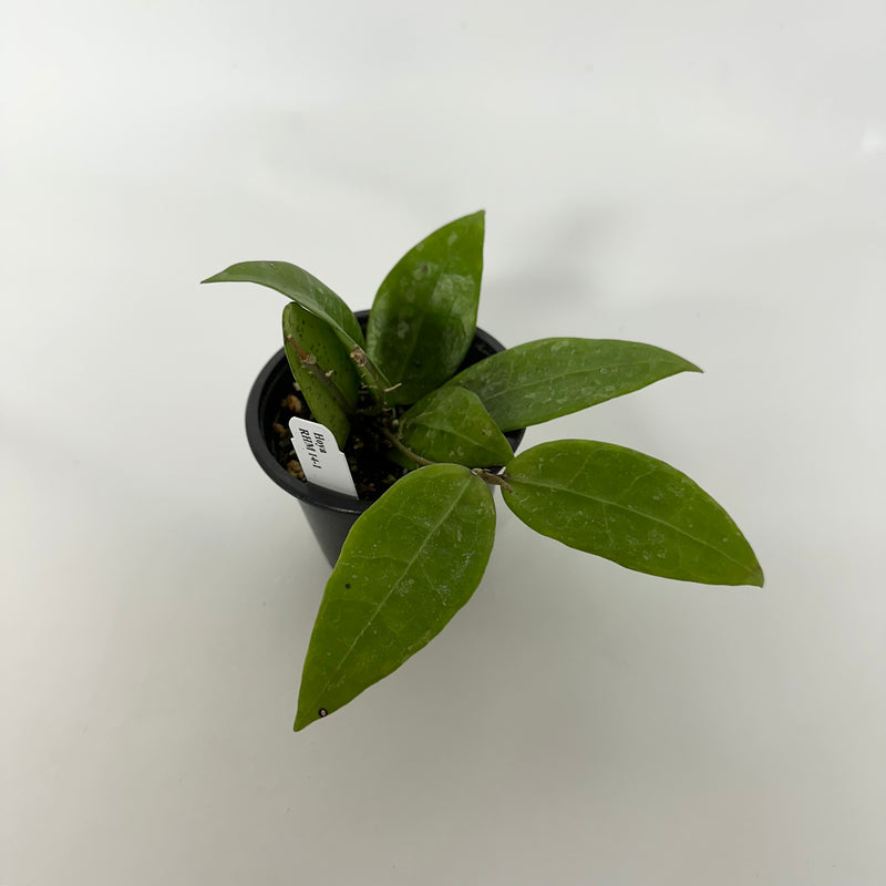 Rare Hoyas For Sale | Steve's Leaves Exotic Plants, Rare Tropicals & More
