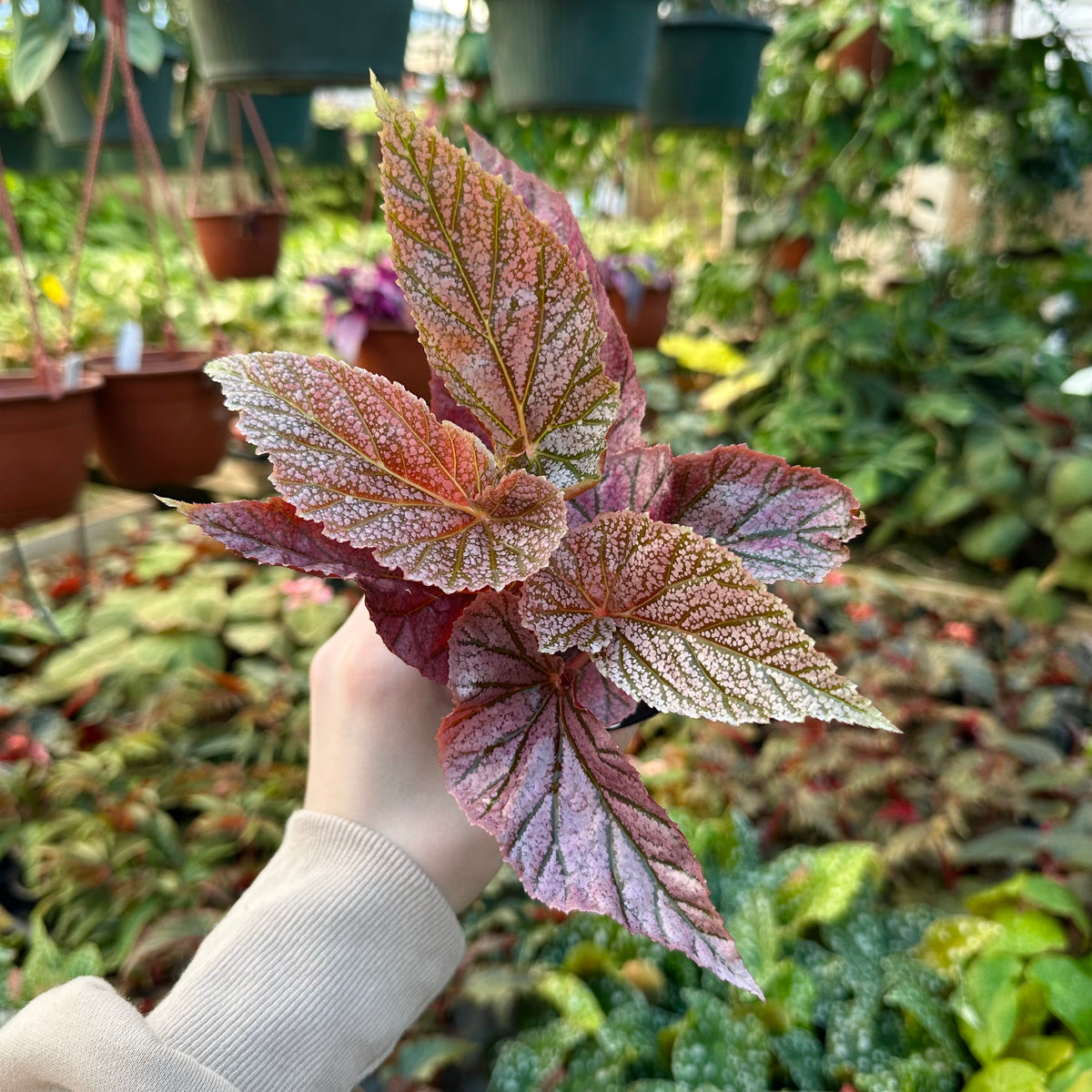 Begonia 'Maurice Amey' | Miss Mummy Begonia Plant | Steve's Leaves