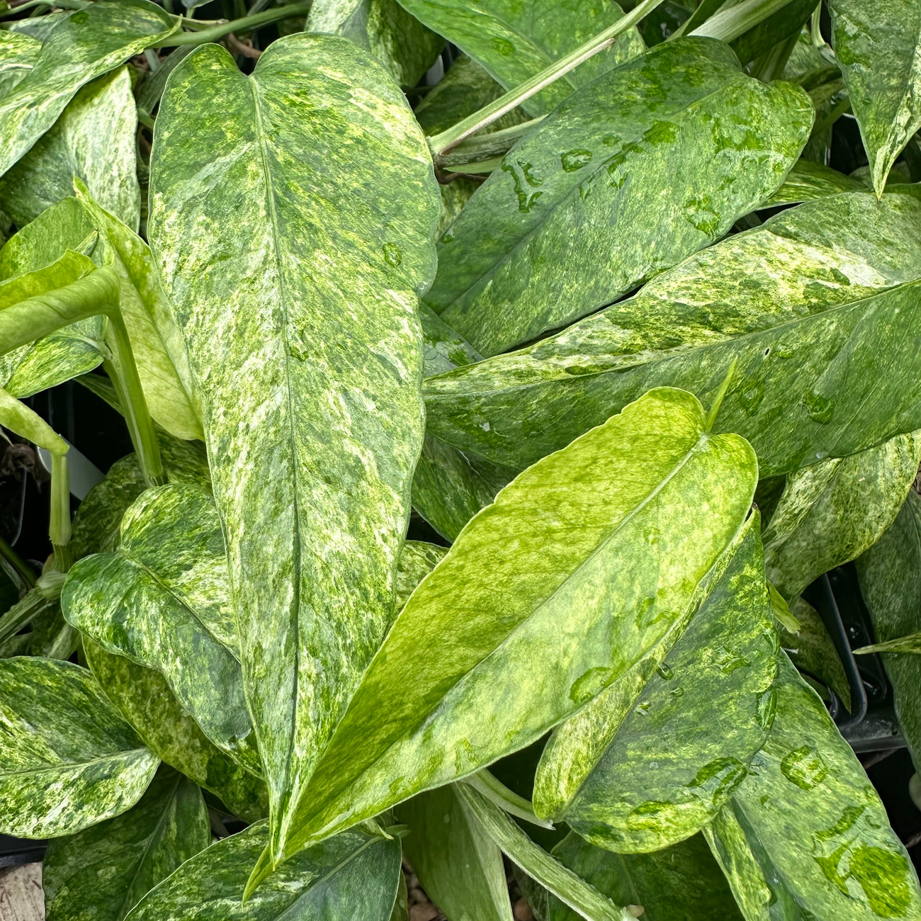 Epipremnum Pinnatum "Cebu Mint" | Mint-Variegated Aroid | Steve's Leaves
