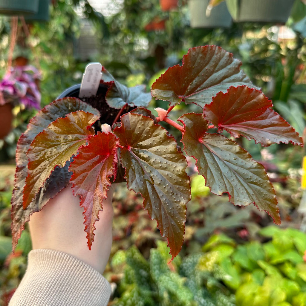 Arabian Sunset Begonia | Bronze Foliage Plants | Steve's Leaves
