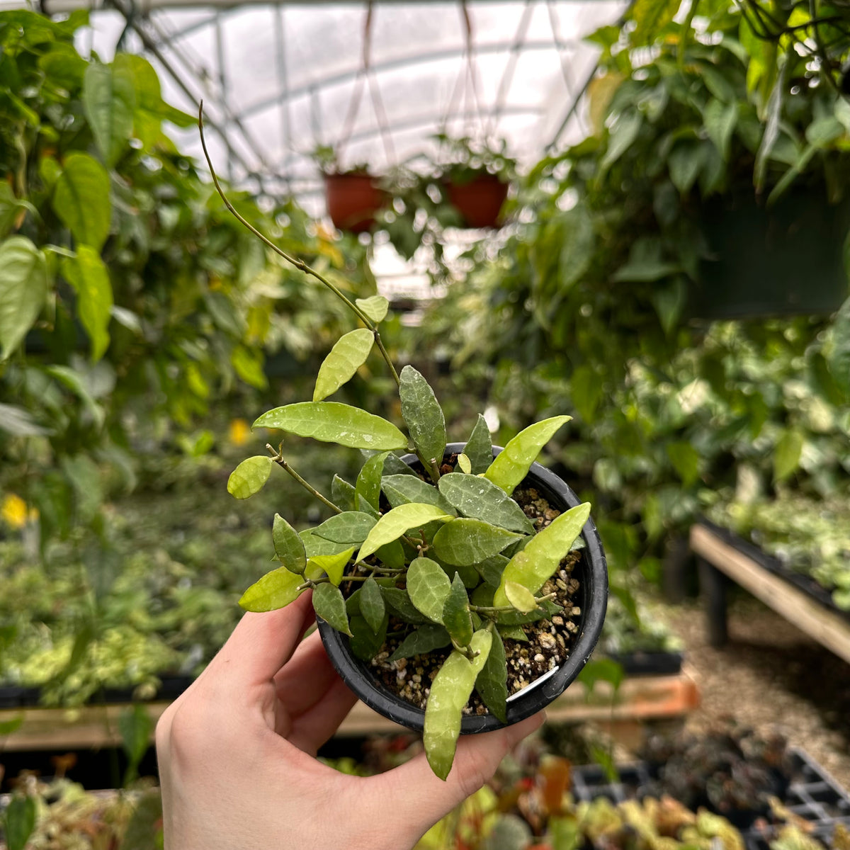 Rare Hoyas For Sale | Steve's Leaves Exotic Plants, Rare Tropicals & More