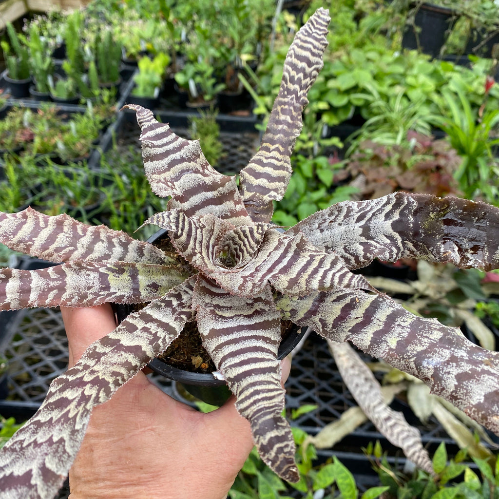Cryptanthus 'Absolute Zero' – Steve's Leaves