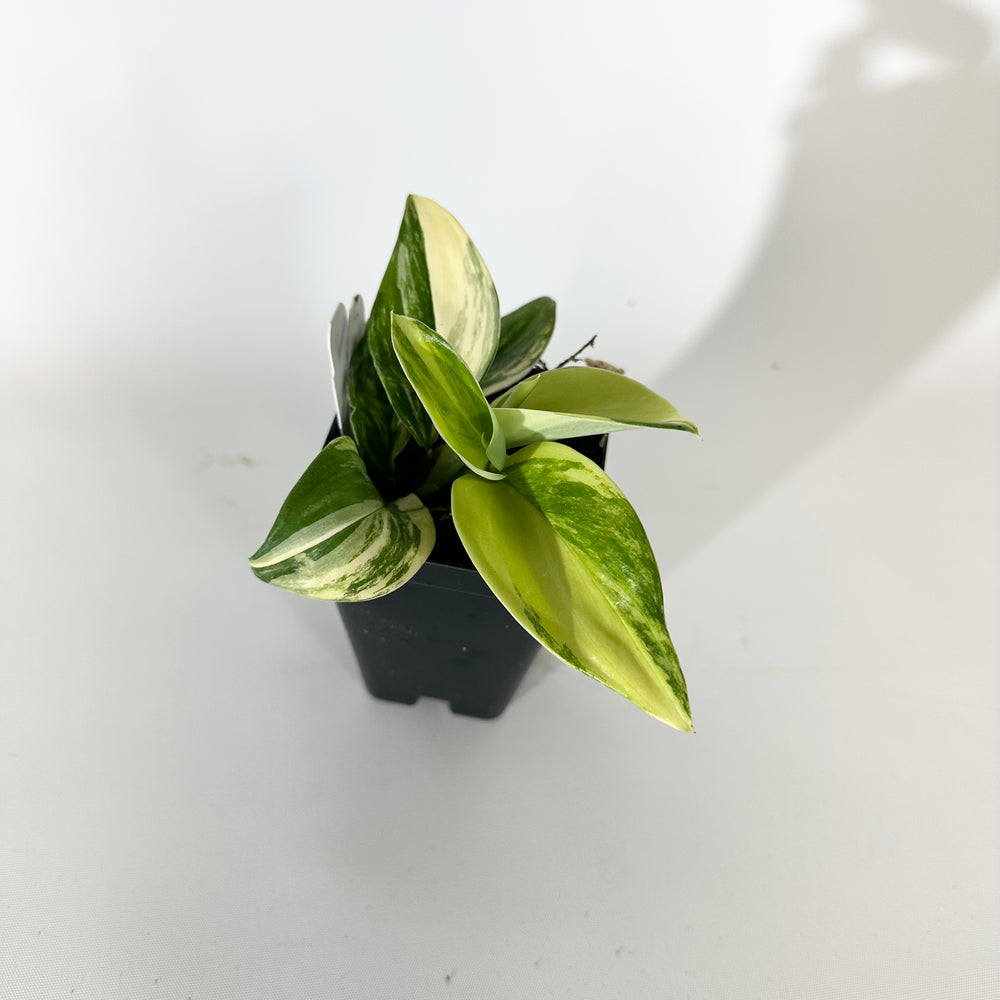 Z-5123 - Scindapsus pictus 'Rubicon' – Steve's Leaves