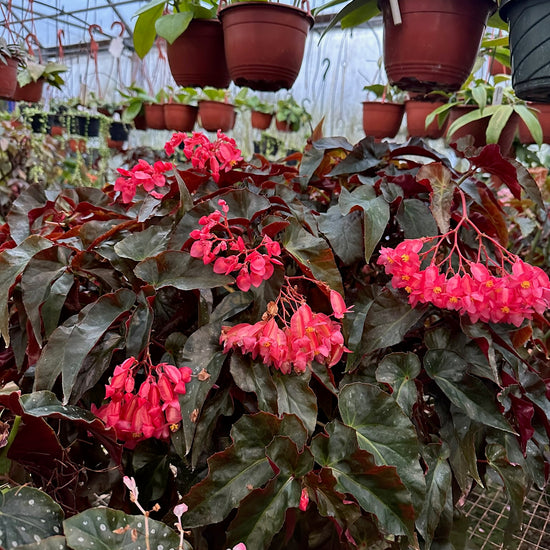 Begonia 'Ice Castles' | Steve's Leaves Begonia Exotic Plants