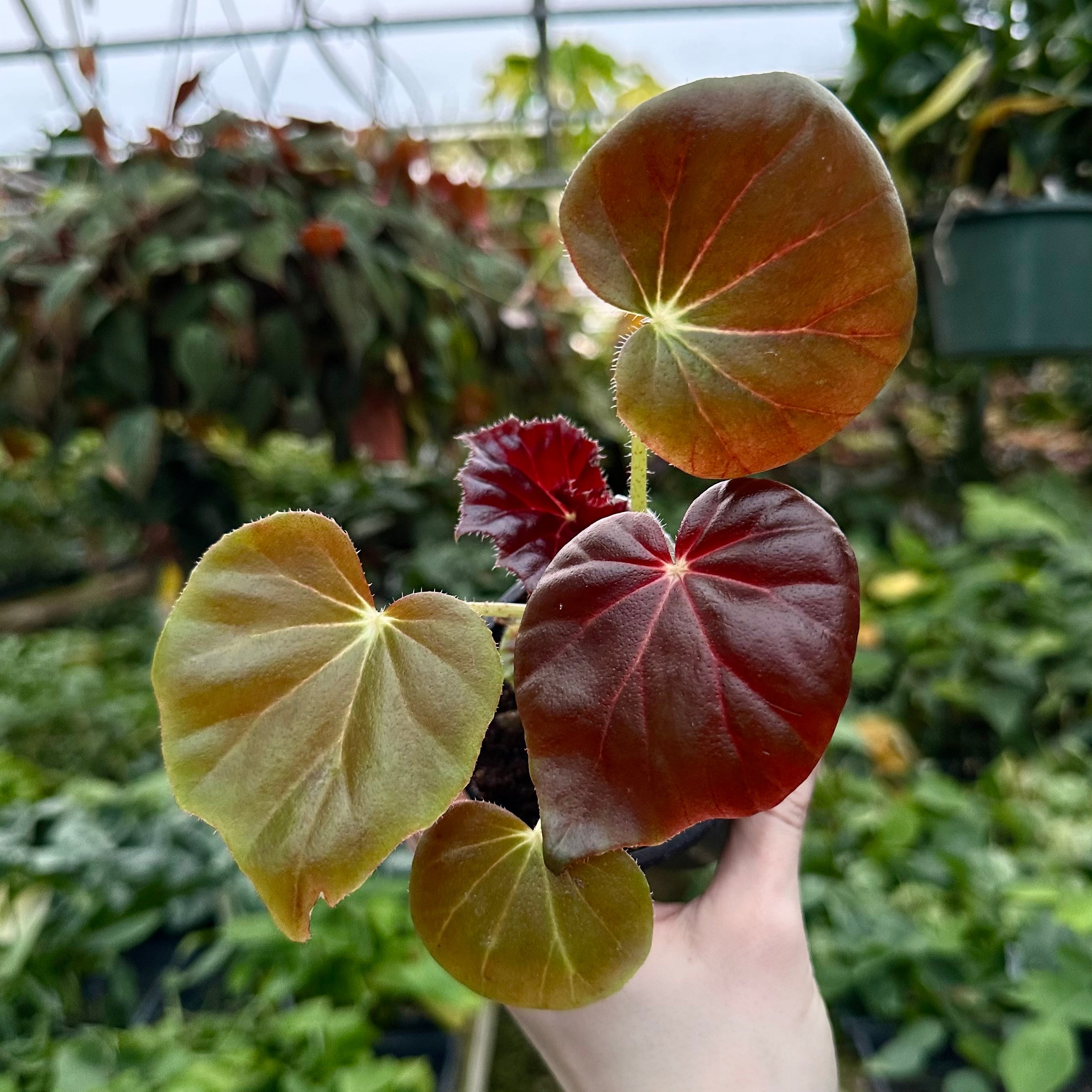 Begonia Red Fred | Begonia with Large Red Leaves | Steve's Leaves