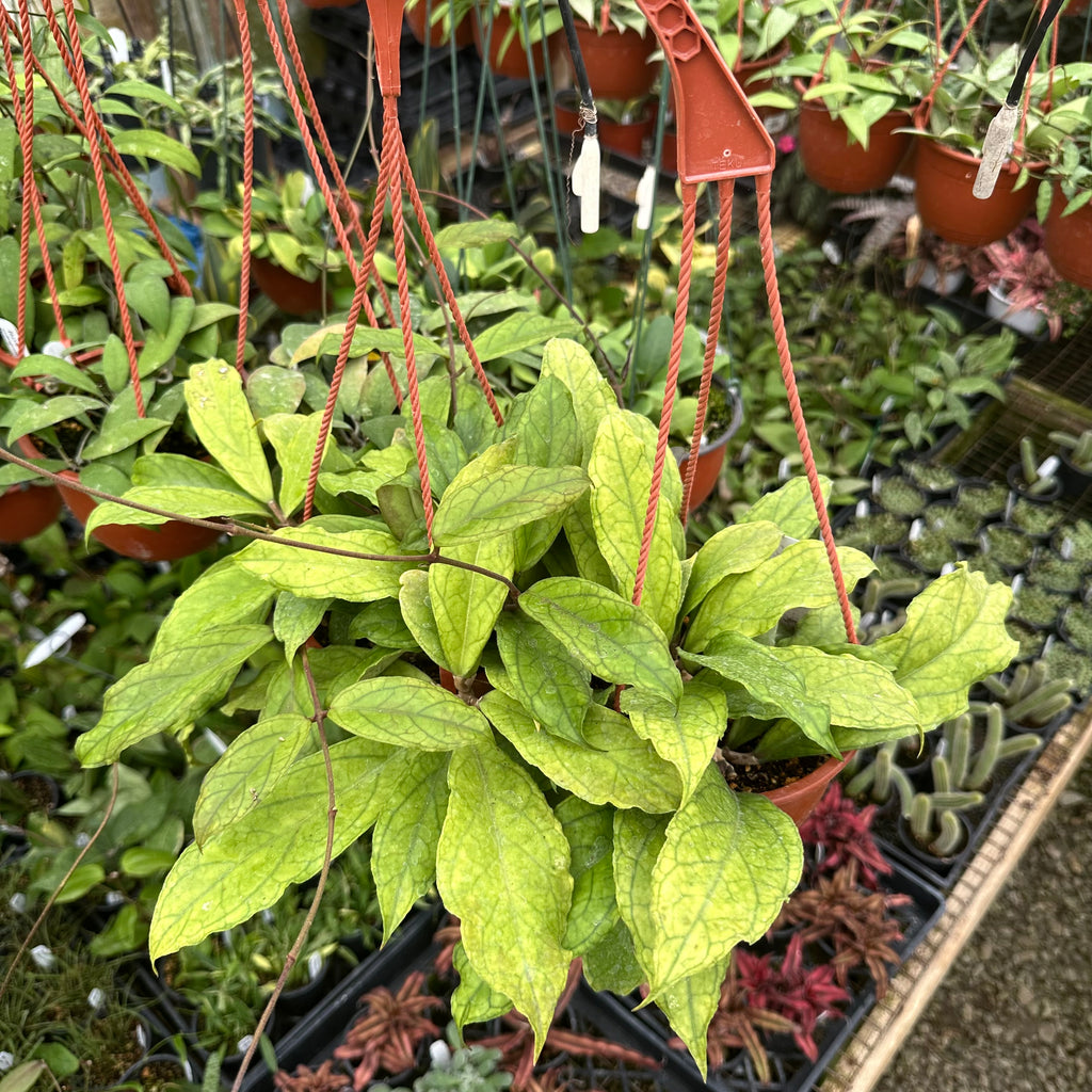Hoya 'Breelyn' – Steve's Leaves