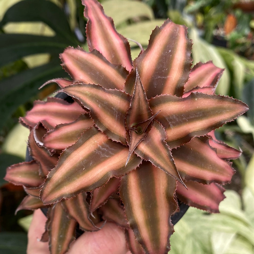 Cryptanthus bivittatus ‘Ruby Star’ – Steve's Leaves