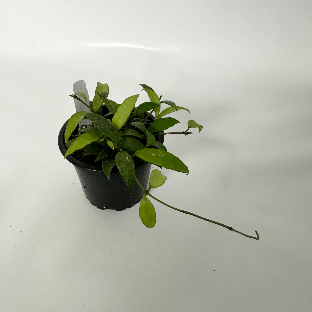 Rare Hoyas For Sale | Steve's Leaves Exotic Plants, Rare Tropicals & More