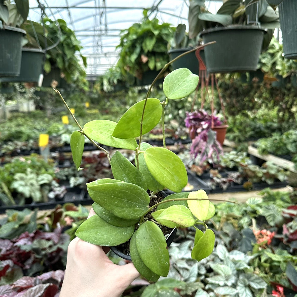 Hoya Aldrichii | Indoor Trailing Plant | Steve's Leaves