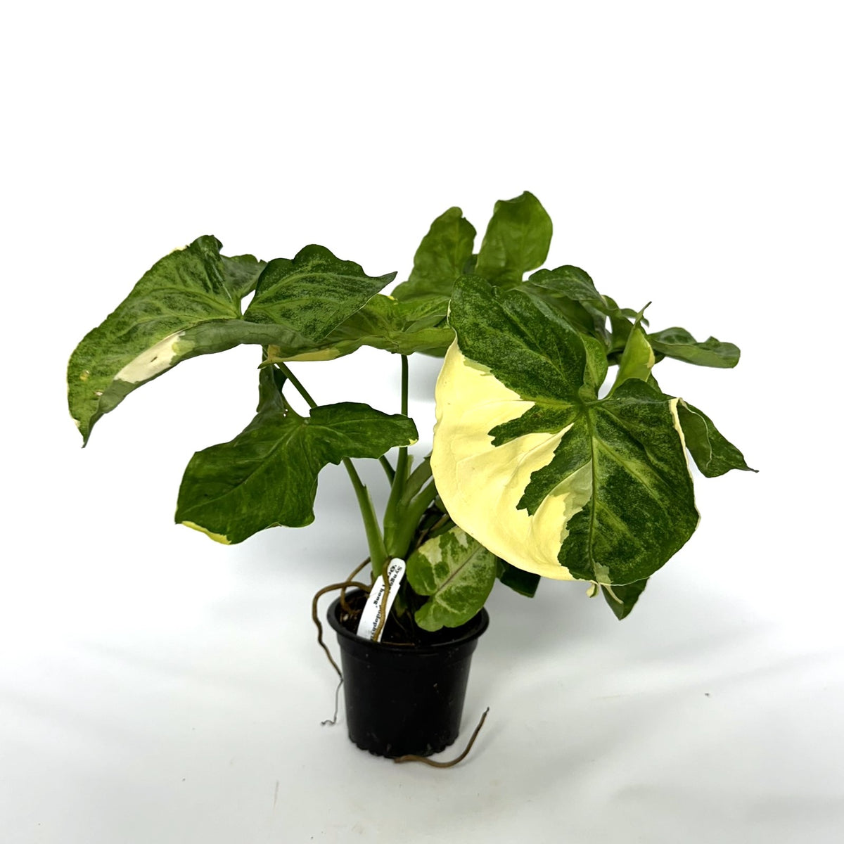 Rare & Hard to Find Aroids | Steve's Leaves Tropical House Plants