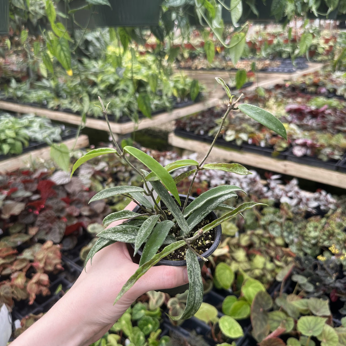 Hoya 'Minibelle' "Splash" – Steve's Leaves