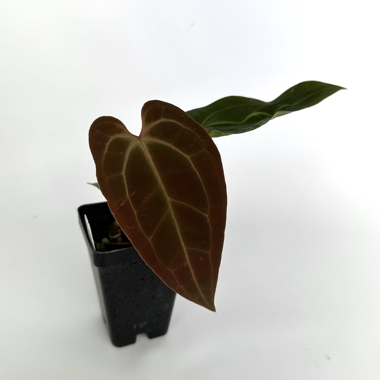 Anthurium 'Wuhoo's First Night' x aff. besseae – Steve's Leaves