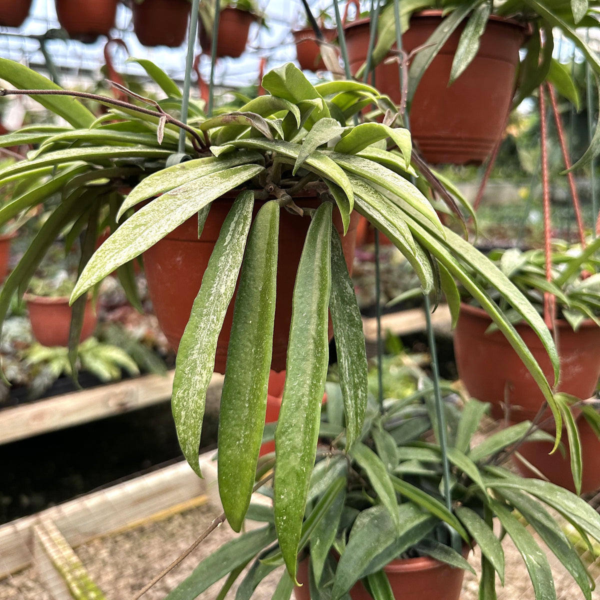 Hoya 'Minibelle' "Splash" – Steve's Leaves