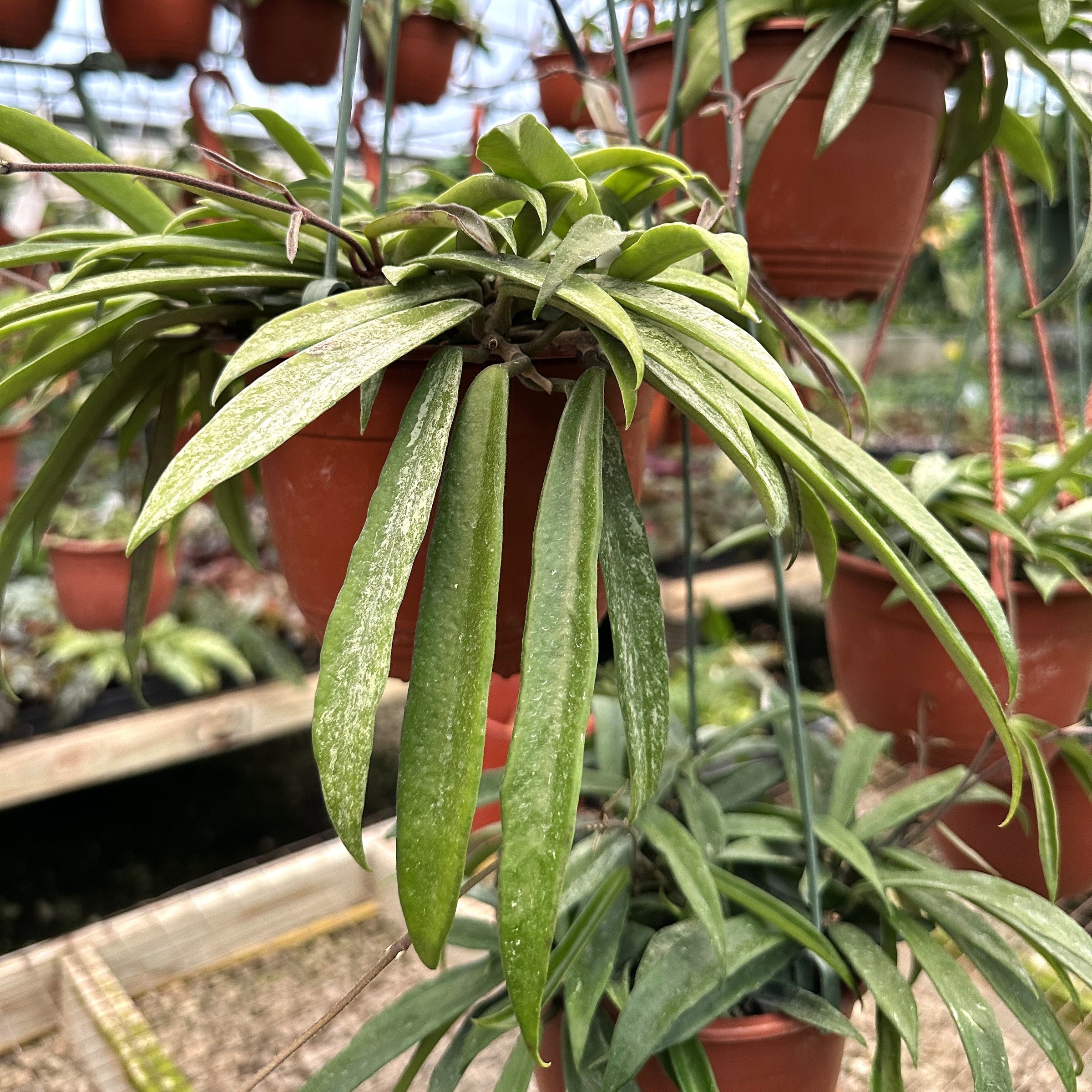 Hoya 'Minibelle' "Splash" – Steve's Leaves