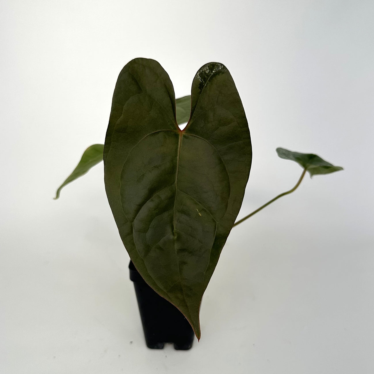 Anthurium magnificum/forgetii x nigrolaminum 'Gigi' – Steve's Leaves