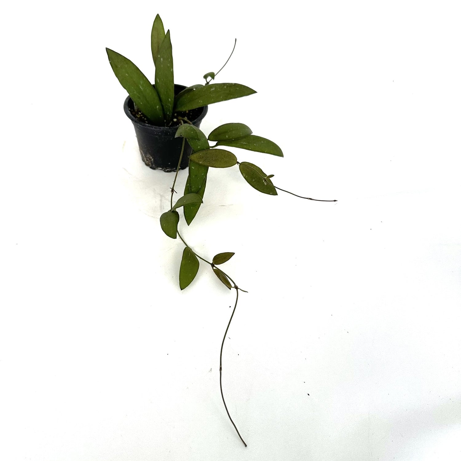 Hoya sp. Sabah Dragonfly | Vine w/ White-Splashed Leaves | Steve's Leaves