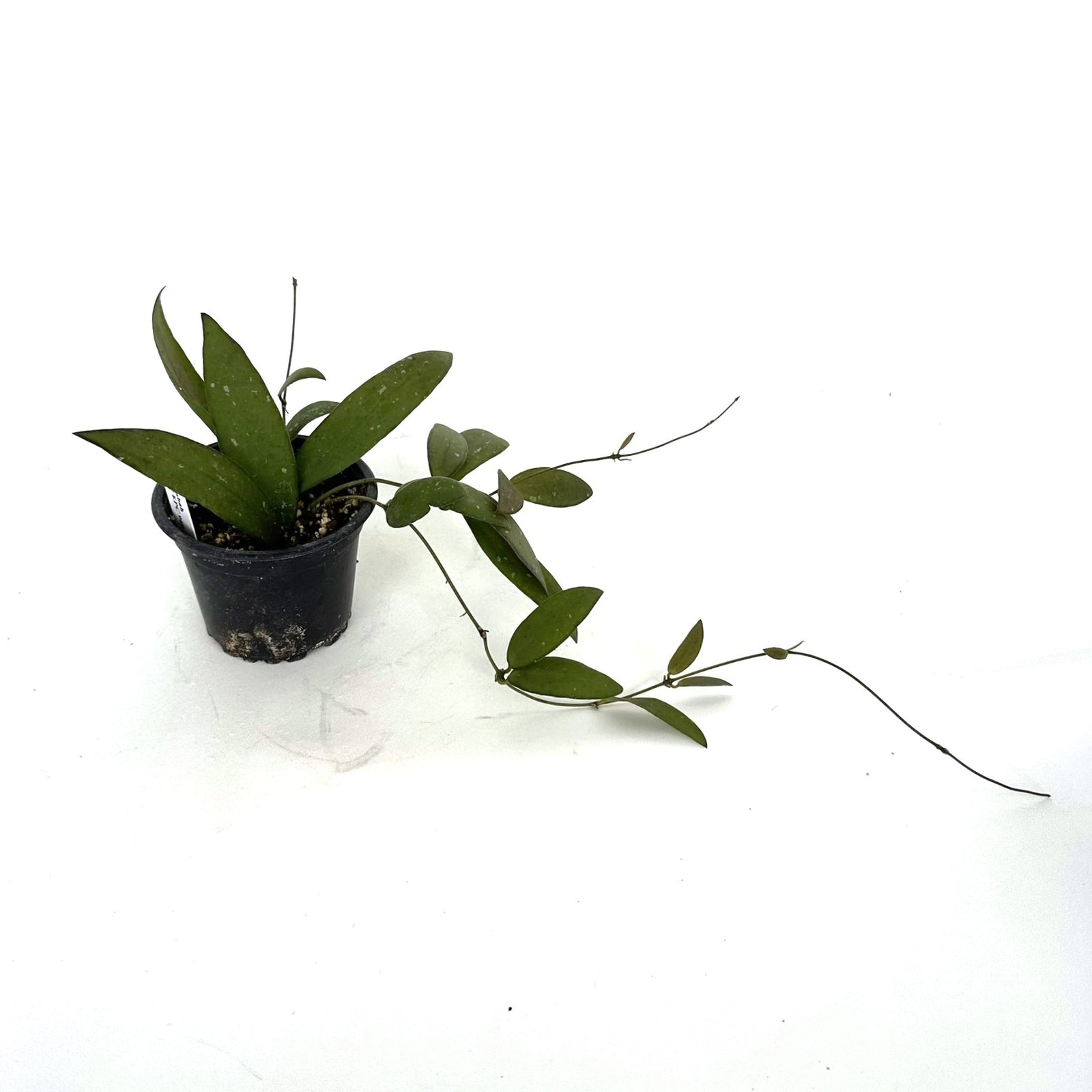 Hoya sp. Sabah Dragonfly | Vine w/ White-Splashed Leaves | Steve's Leaves