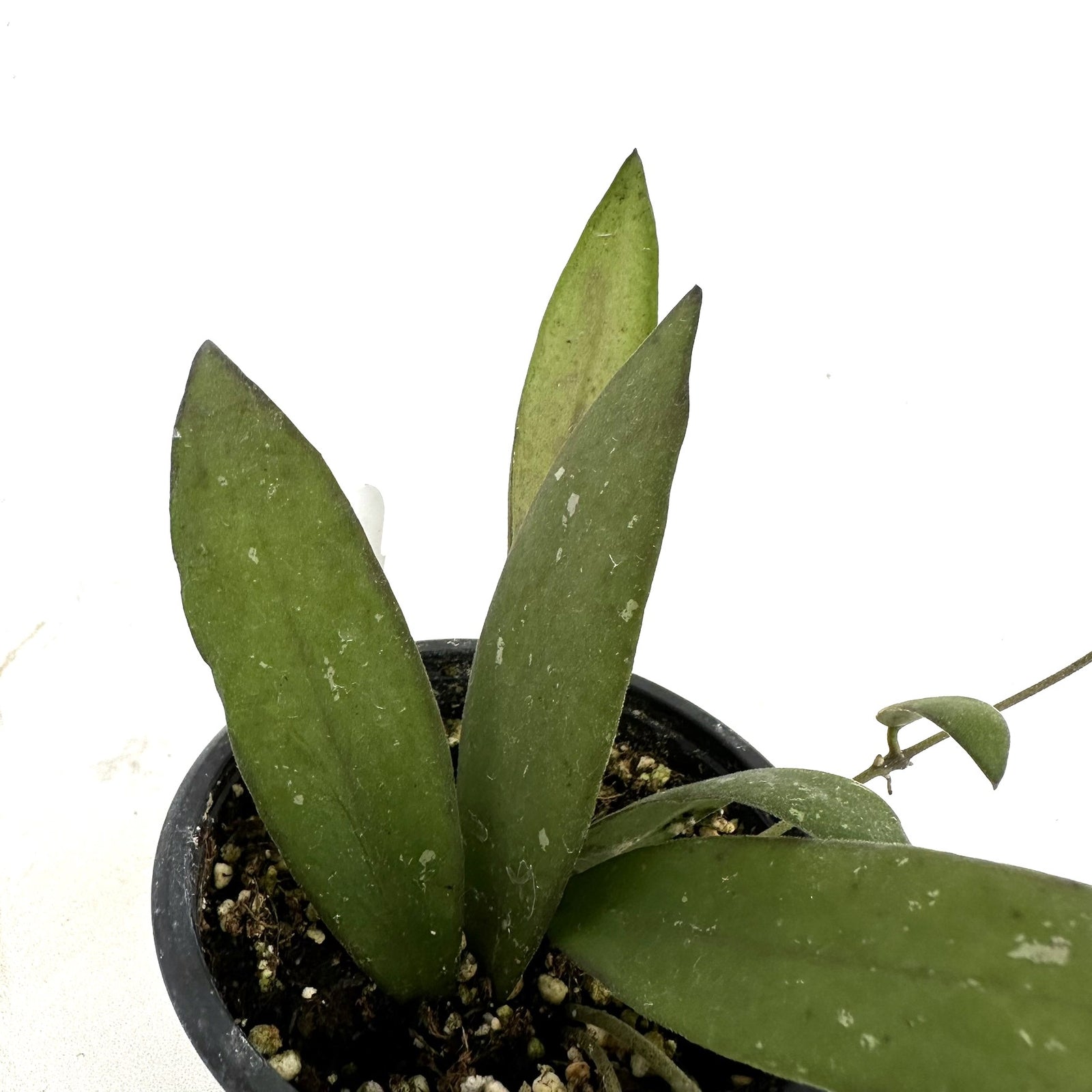 Hoya sp. Sabah Dragonfly | Vine w/ White-Splashed Leaves | Steve's Leaves