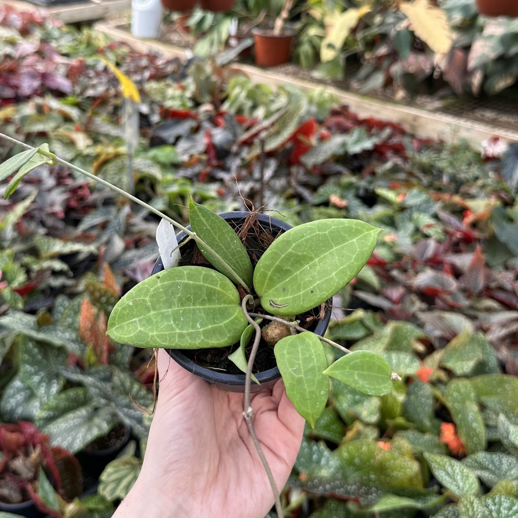Hoya hanhiae (pink flower) – Steve's Leaves
