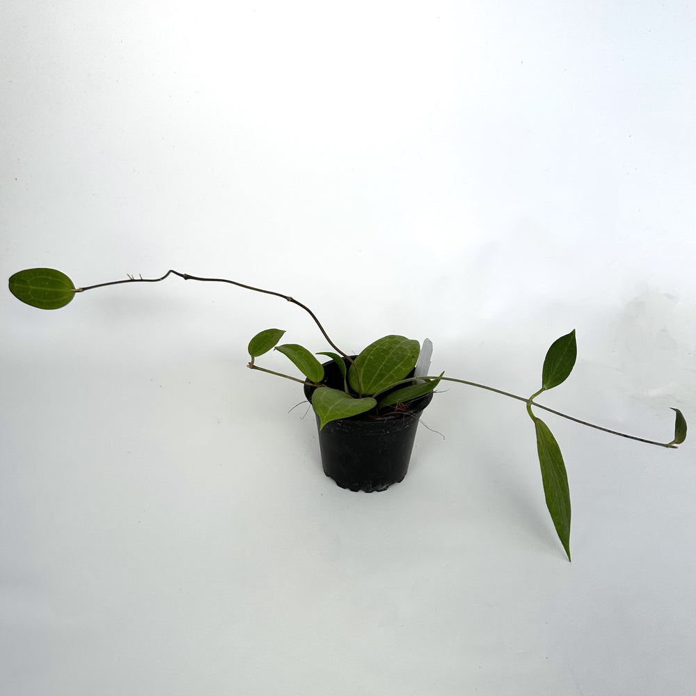 Hoya hanhiae (pink flower) – Steve's Leaves