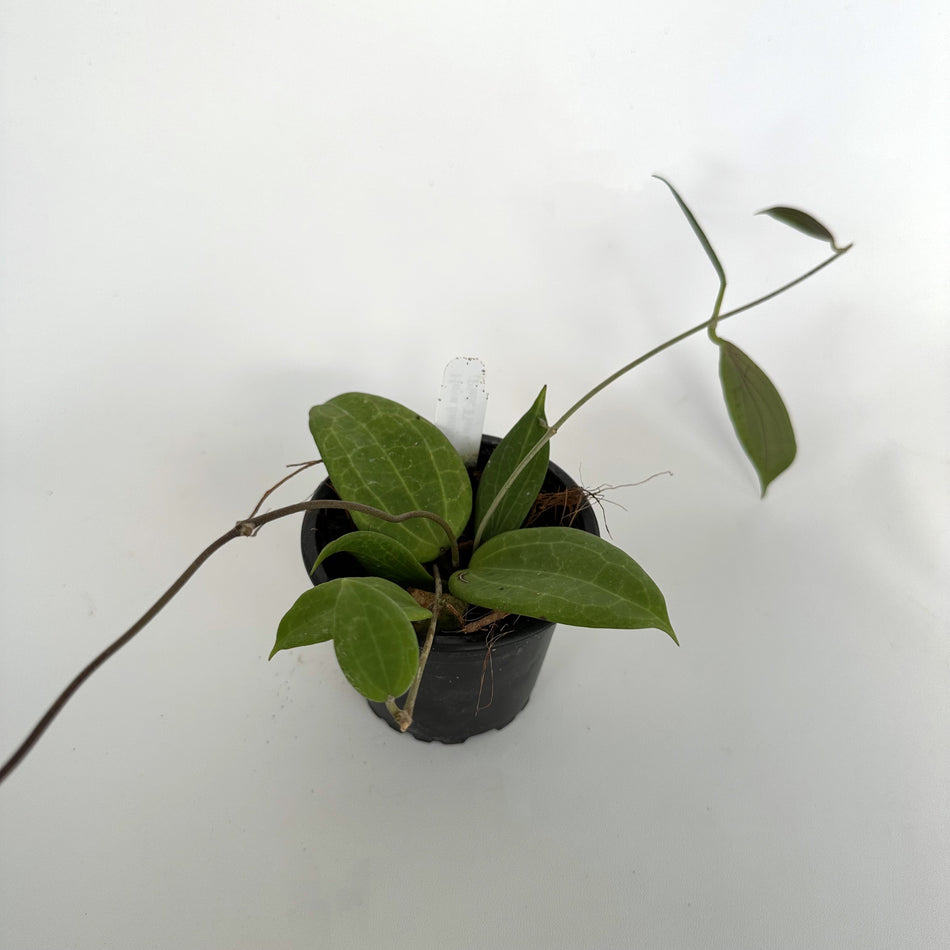 Hoya hanhiae (pink flower) – Steve's Leaves