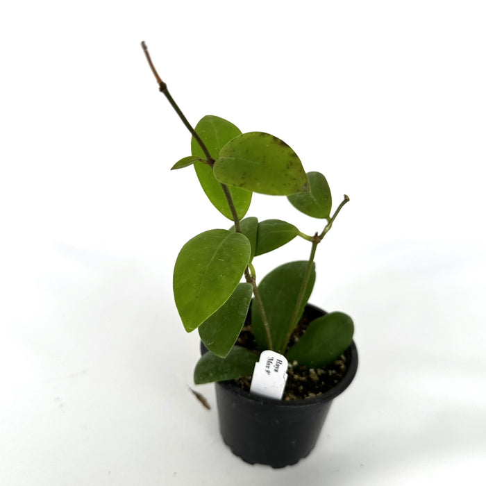 Rare Hoyas For Sale | Steve's Leaves Exotic Plants, Rare Tropicals ...