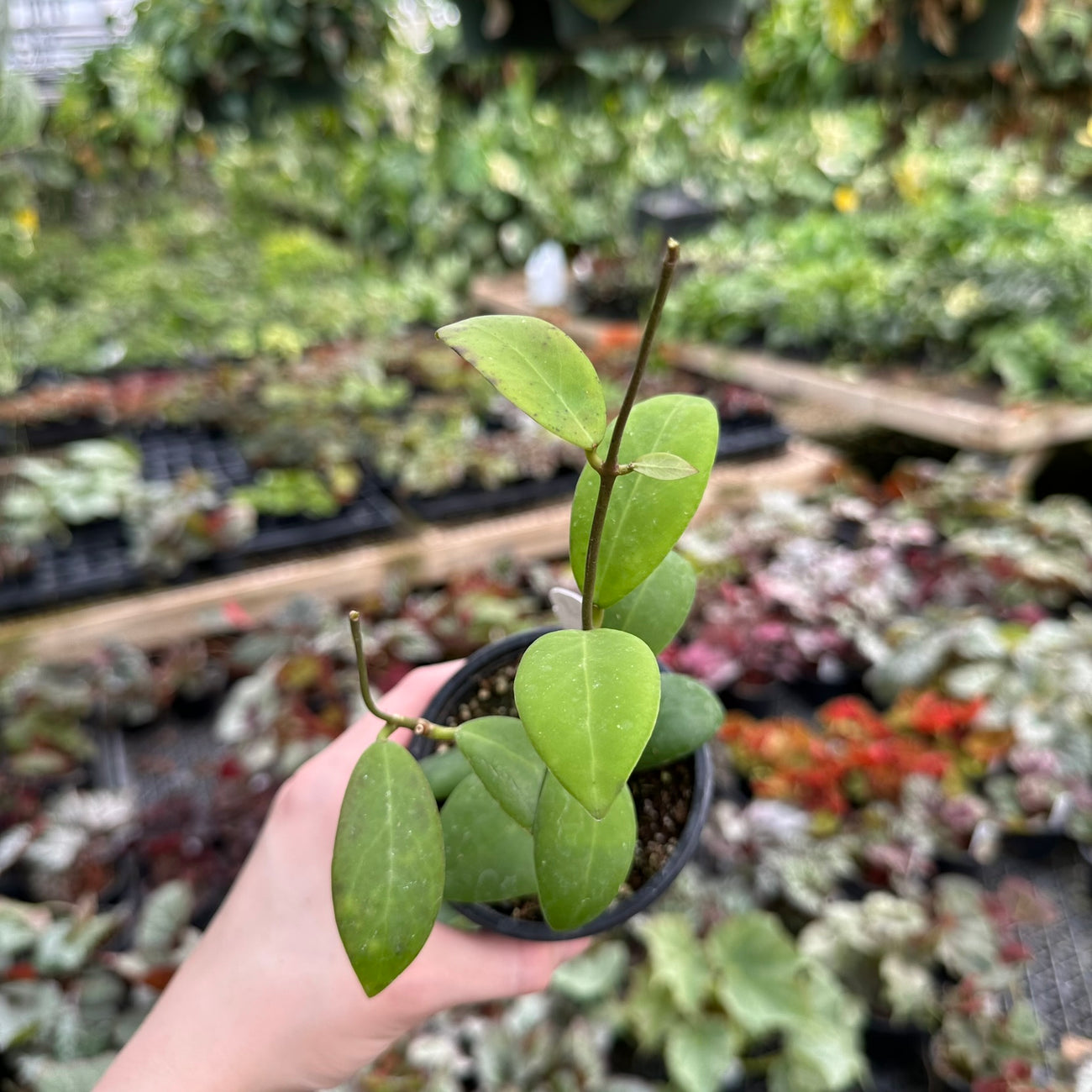 Rare Hoyas For Sale | Steve's Leaves Exotic Plants, Rare Tropicals ...