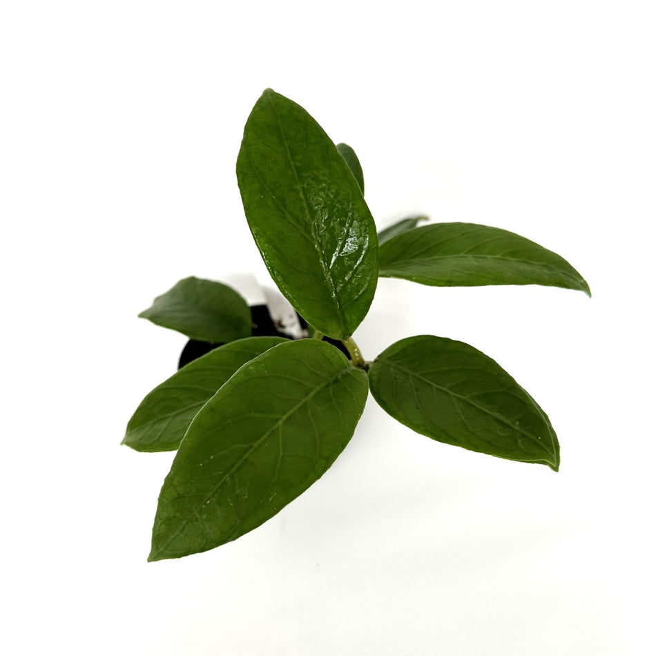 Hoya sp. Timor Leste | Hoya with Large Veined Leaves | Steve's Leaves