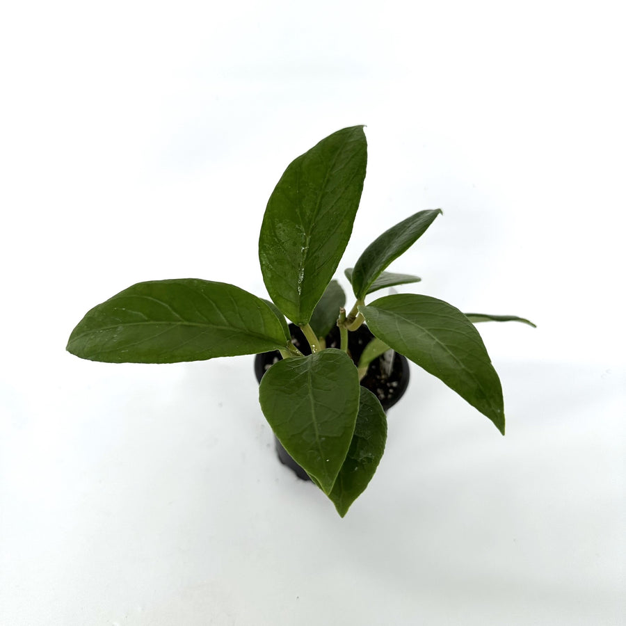 Hoya sp. Timor Leste | Hoya with Large Veined Leaves | Steve's Leaves
