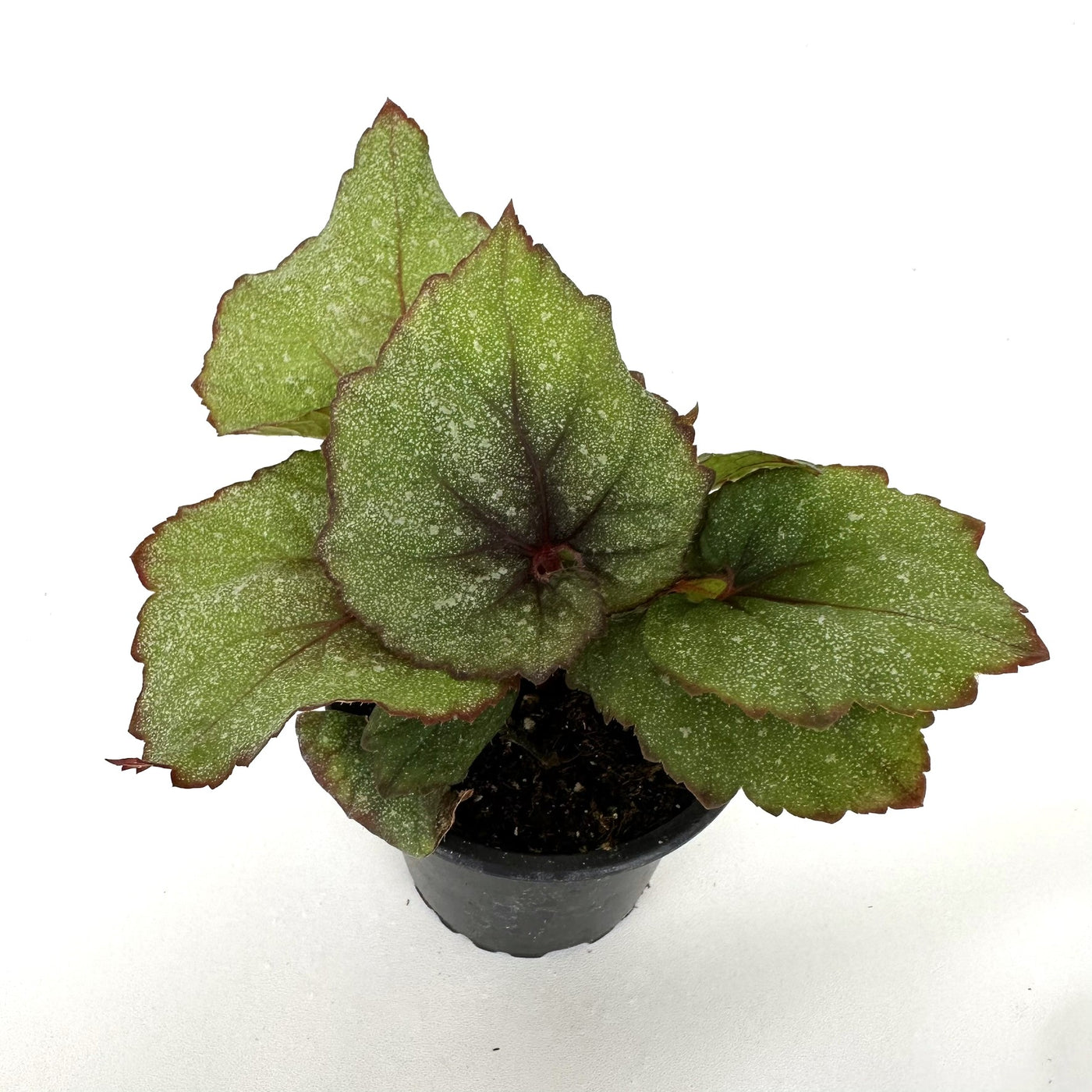 Begonias for Sale | Buy Live Exotic Begonia Plants Online | Steve's ...
