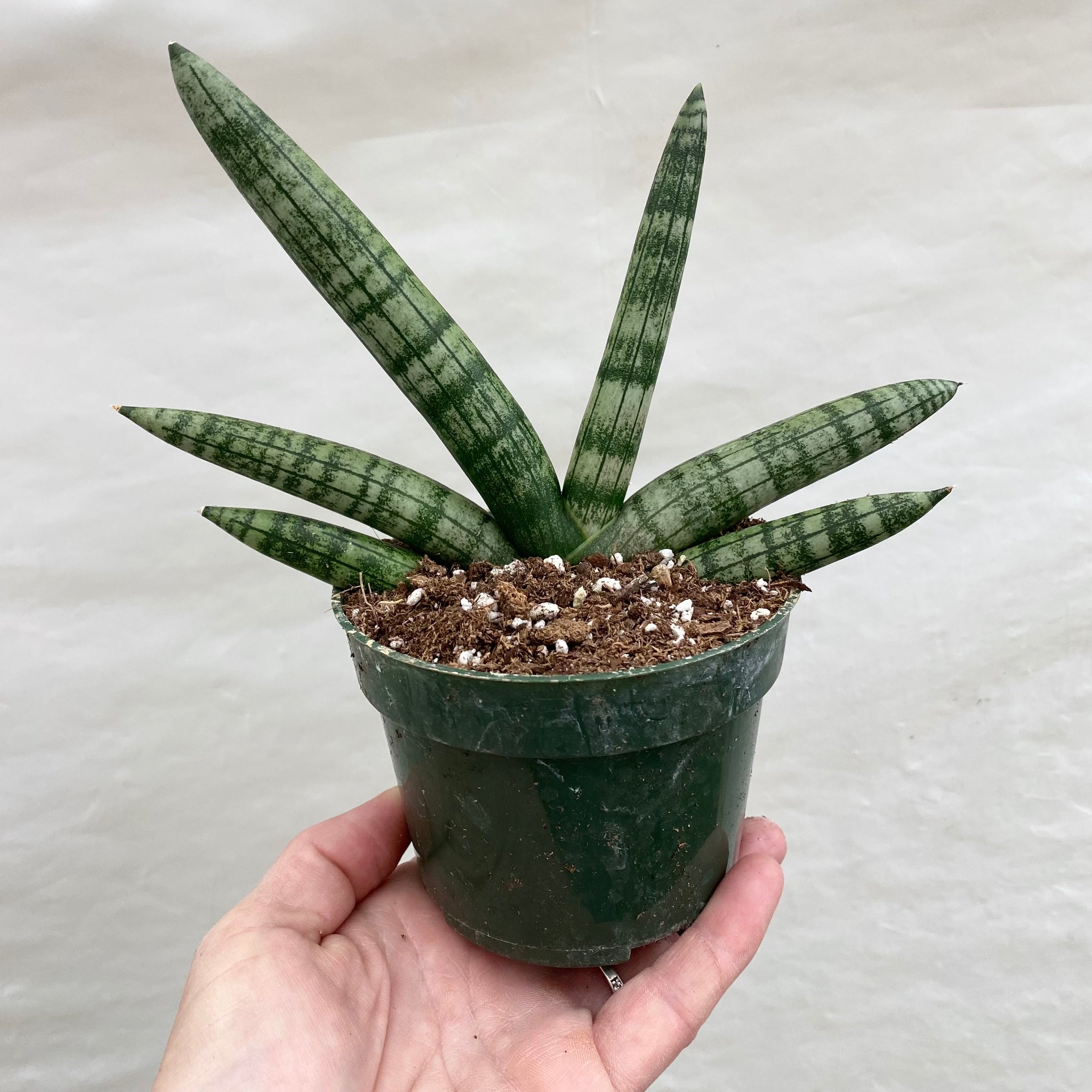 Sansevieria boncellensis 'Starfish' – Steve's Leaves