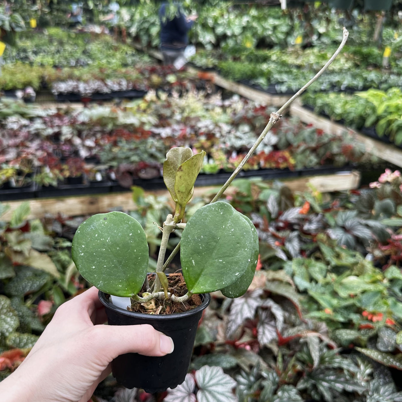 Hoya obovata – Steve's Leaves