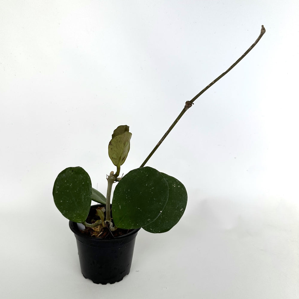 Hoya obovata – Steve's Leaves