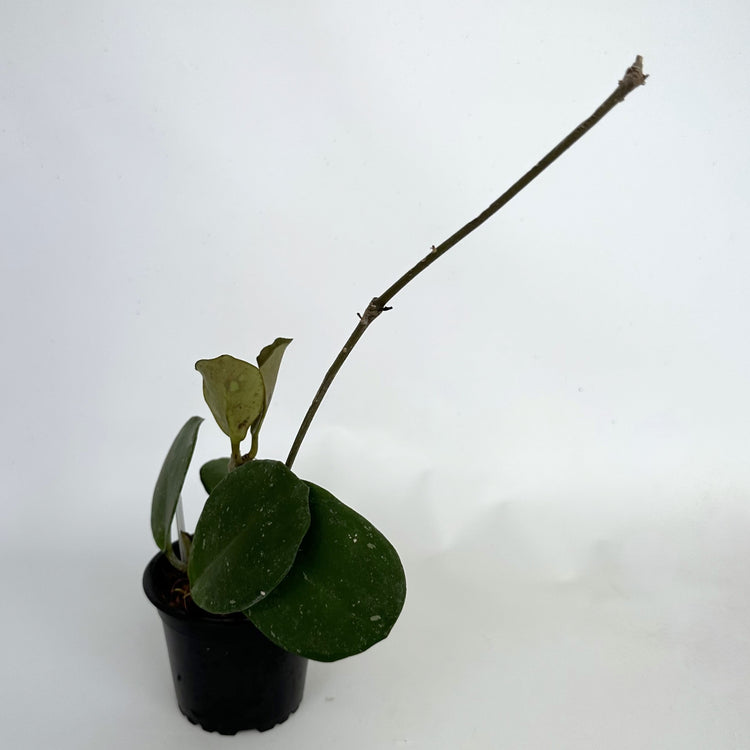 Hoya obovata – Steve's Leaves