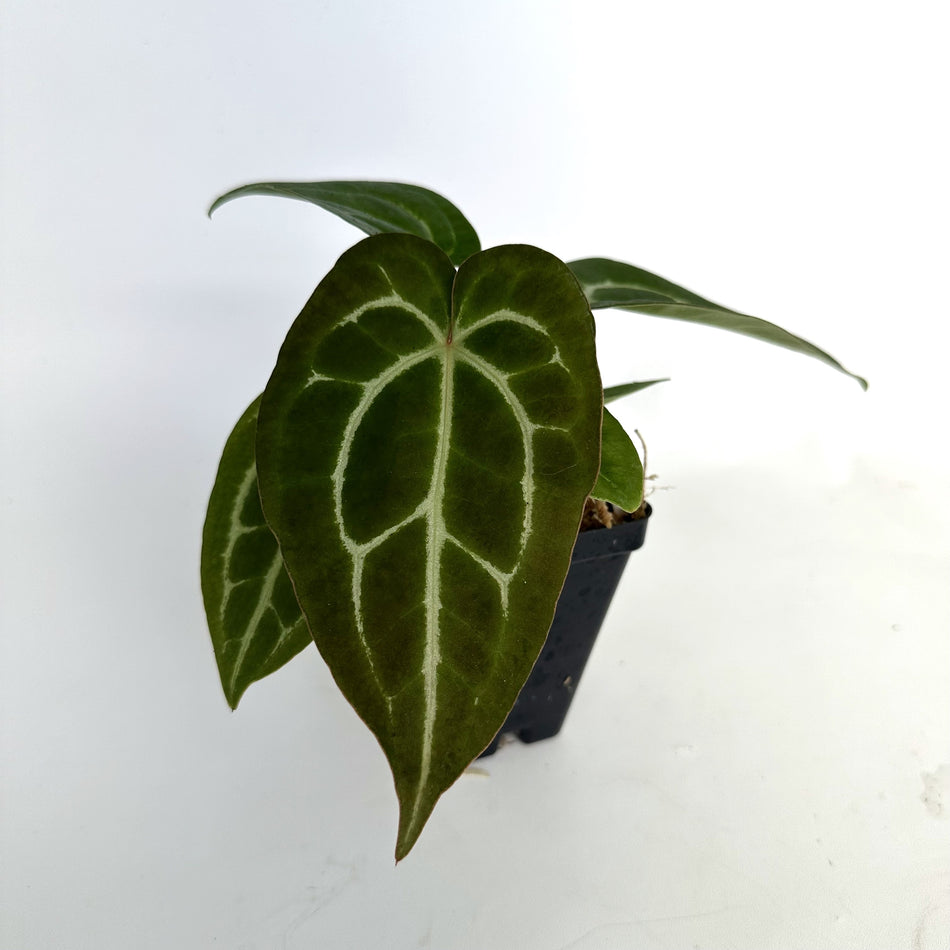 Rare & Hard to Find Aroids | Steve's Leaves Tropical House Plants – Page 2