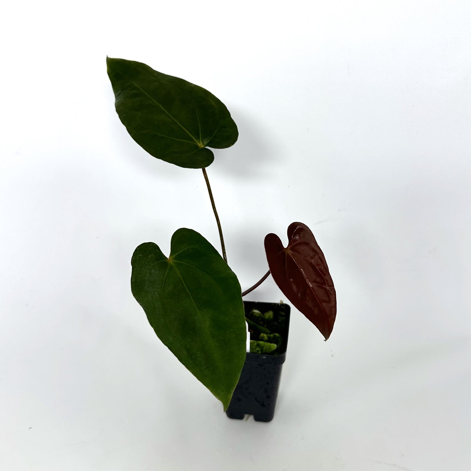 Anthurium papillilaminum x 'Wuhoo's First Night' – Steve's Leaves