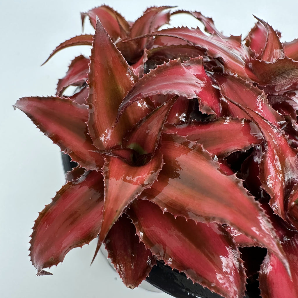 Cryptanthus bivittatus ‘Ruby Star’ – Steve's Leaves