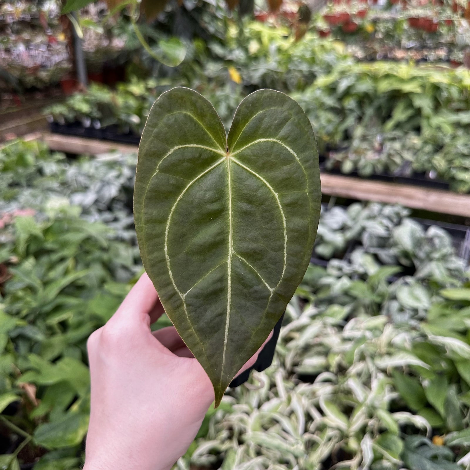Anthurium forgetii/'Ace of Spades' x 'Blue Velvet' – Steve's Leaves